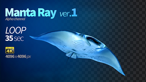 Manta Ray 1, Motion Graphics | VideoHive