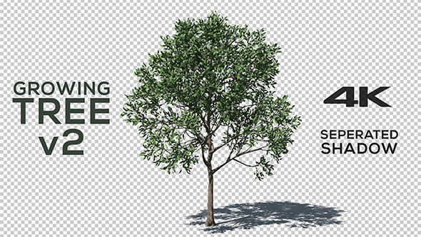 4K Growing Tree v2, Motion Graphics | VideoHive