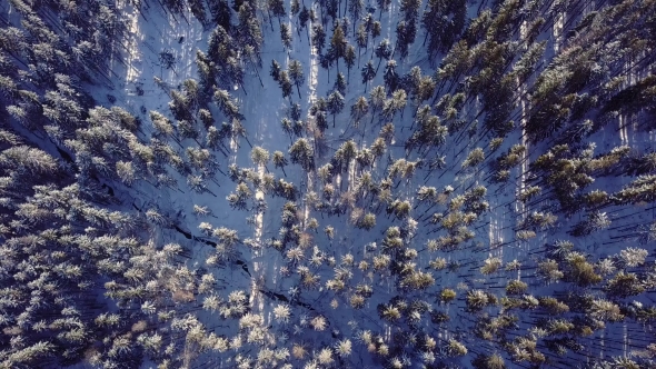Aerial View of the Pine Trees in the Mountains, Stock Footage | VideoHive