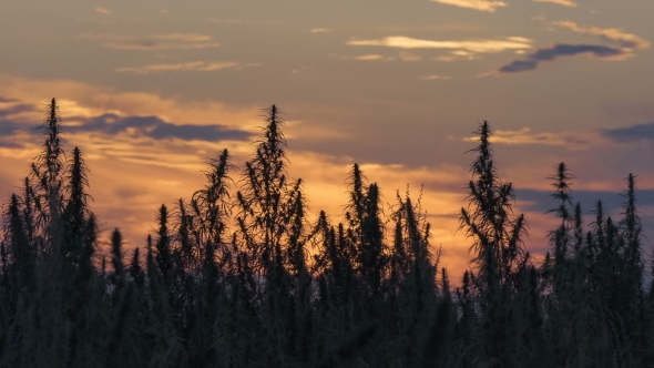 Marijuana Field in the Amazing Sunset Background., Stock Footage ...