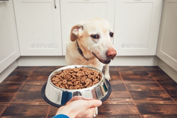 Feeding of hungry dog Stock Photo by Chalabala | PhotoDune
