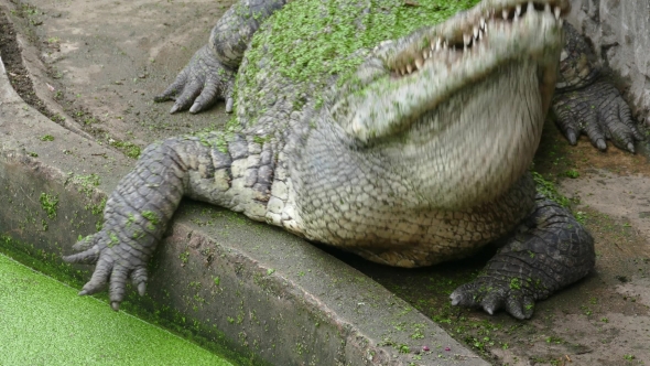 Feeding the Crocodile, Stock Footage | VideoHive