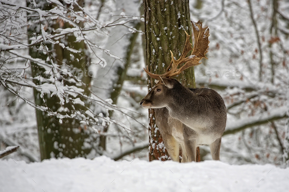 Fallow deer in winter Stock Photo by johan10 | PhotoDune