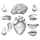Human Face and Organs, Vectors | GraphicRiver