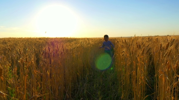 Kid Runs Around the Wheat Field Against the Sunset., Stock Footage