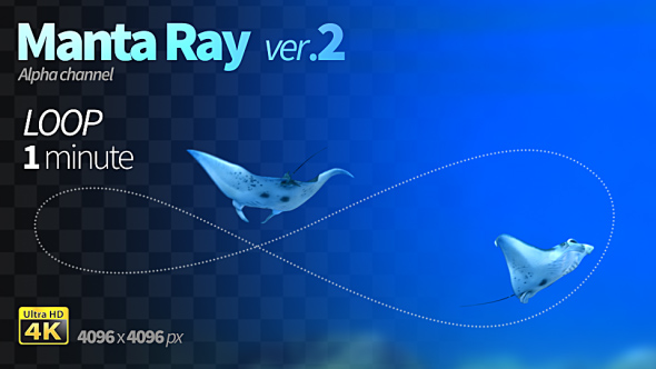 Manta Ray 2, Motion Graphics | VideoHive