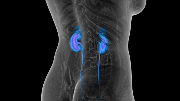 Anatomy Scan of Human Kidneys, Motion Graphics | VideoHive
