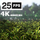 Jungle 03 4K, Motion Graphics | VideoHive