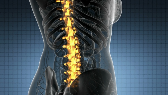 Backache in Back Bones, Motion Graphics | VideoHive