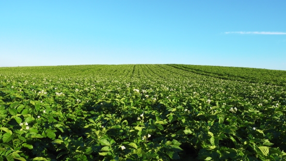Blooming Potato Field at Beautiful Day, Stock Footage | VideoHive