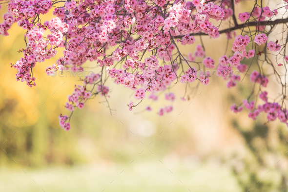 Spring blossom Stock Photo by mblach | PhotoDune