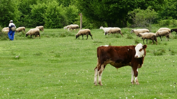 Shepherd Herd of Cows and Sheep, Stock Footage | VideoHive