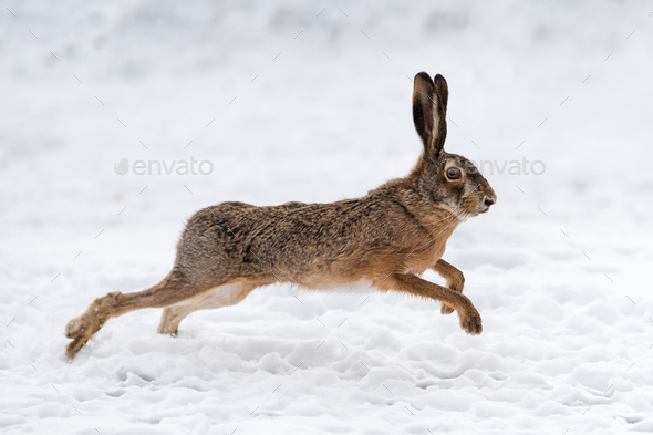 Hare running in the field Stock Photo by byrdyak | PhotoDune