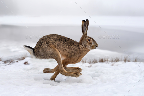Hare running in the field Stock Photo by byrdyak | PhotoDune