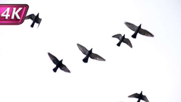 Doves Fly Over Your Head, Stock Footage | VideoHive