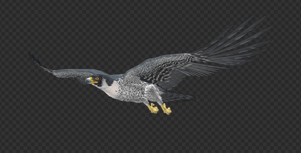 Peregrine Falcon - Flying Loop - Side Angle View, Motion Graphics ...