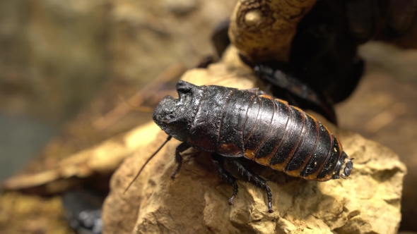 Big Jungle Cockroach on Yellow Stone, Stock Footage | VideoHive