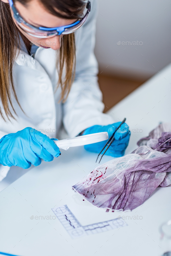 Forensic science expert examining traces of blood on a piece of Stock ...