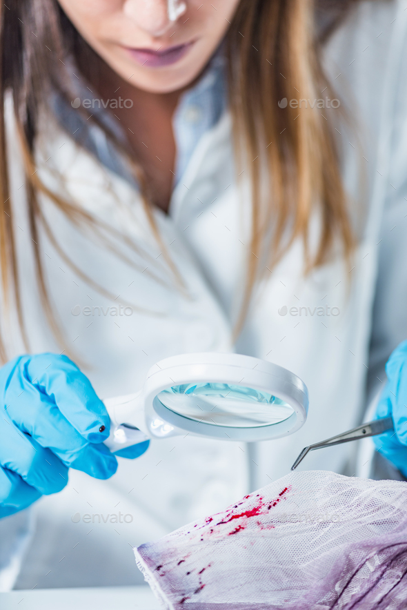 Forensic science expert examining traces of blood on a piece of Stock ...