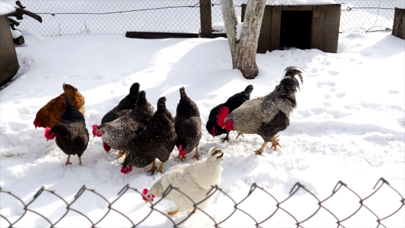 Chickens Walking on Snow, Stock Footage | VideoHive