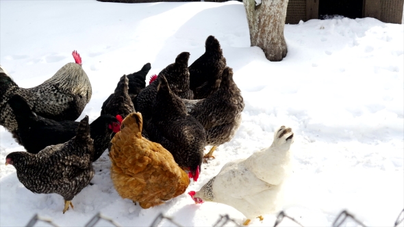Chickens Walking on Snow, Stock Footage | VideoHive