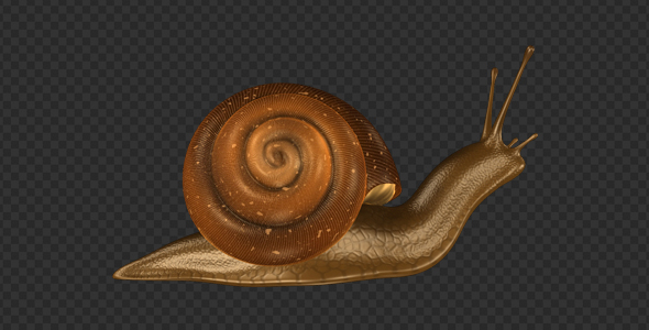 Snail - Moving Loop - Right View, Motion Graphics | VideoHive