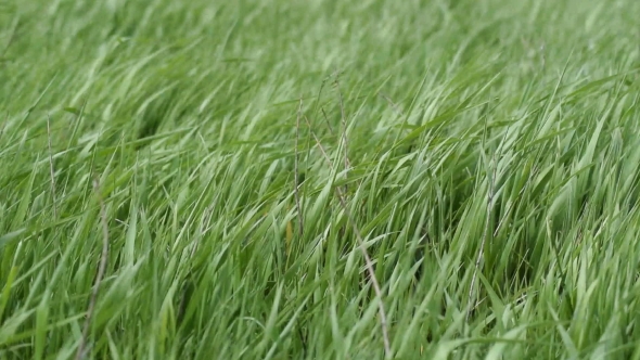Young Grass Swaying on a Strong Wind., Stock Footage | VideoHive