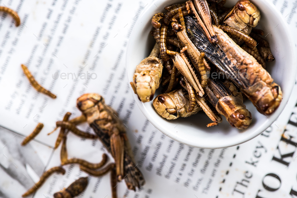 Fried edible worms, alternative proteins source food Stock Photo by merc67