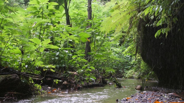 River in the Rain Forest Jungle, Bali, Indonesia., Stock Footage ...
