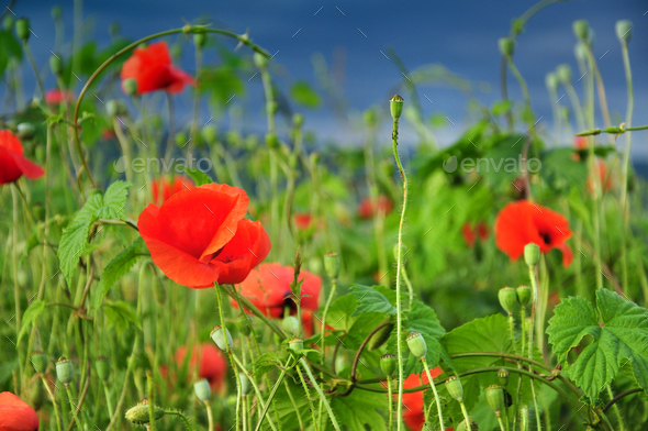 Poppy flowers Stock Photo by salajean | PhotoDune