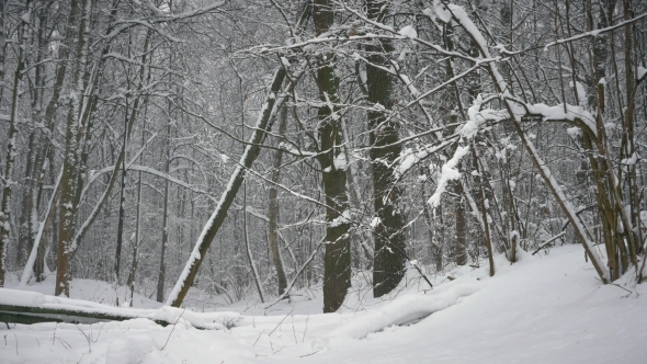 Winter Forest, Trees in the Snow, Light Snow Falls, Stock Footage ...