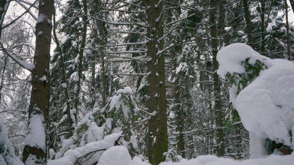 Winter Forest, Trees in the Snow, Light Snow Falls, Stock Footage ...