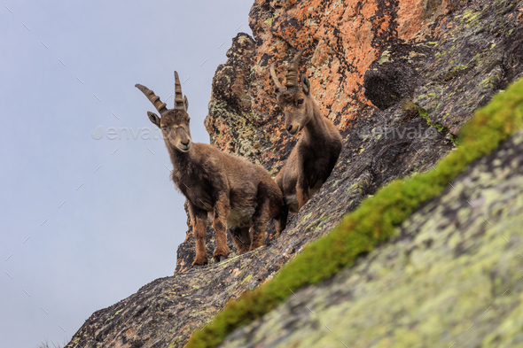 Ibex, Range of Mont Blanc, France Stock Photo by porojnicu | PhotoDune