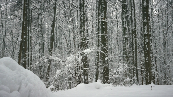 Winter Forest, Trees in the Snow, Light Snow Falls, Stock Footage ...