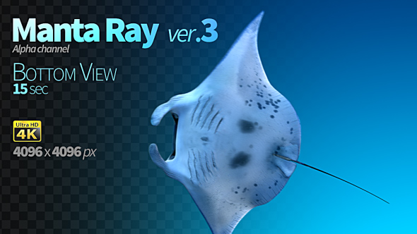 Manta Ray 3, Motion Graphics | VideoHive