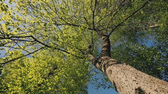 Spring Canopy Of Tall Tree Deciduous Forest, Summer Nature At Sunny Day ...