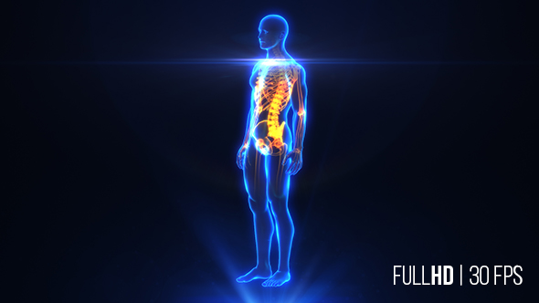 Medical X-Ray Body Scan, Motion Graphics | VideoHive
