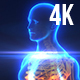 Medical Animation X-Ray Body Scan 4K, Motion Graphics | VideoHive
