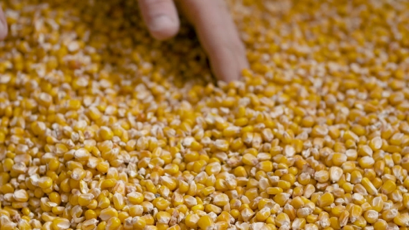 Corn Grains in Farmer Hands., Stock Footage | VideoHive