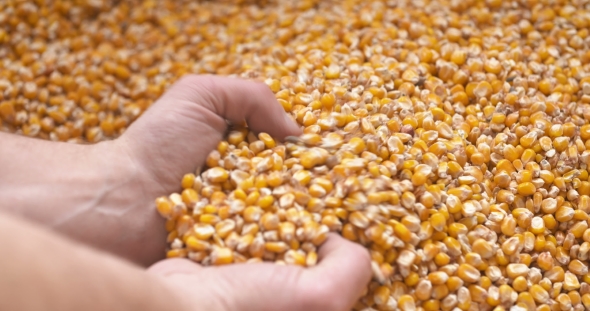 Corn Grains in Farmer Hands, Stock Footage | VideoHive