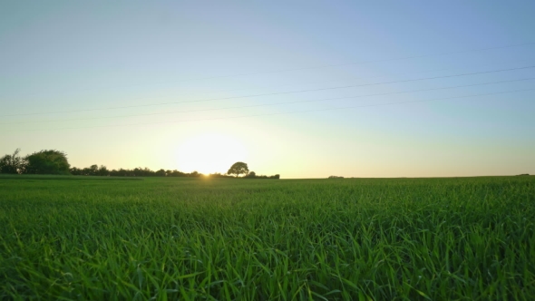 Sunlight Over Green Field, Stock Footage | VideoHive