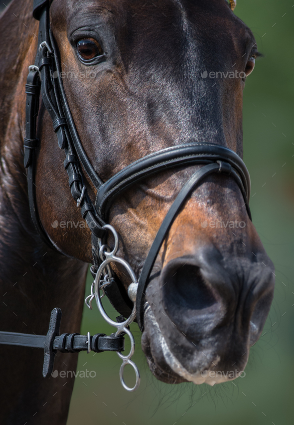 Head of sport horse in pelham bridle with flash noseband. Stock Photo ...