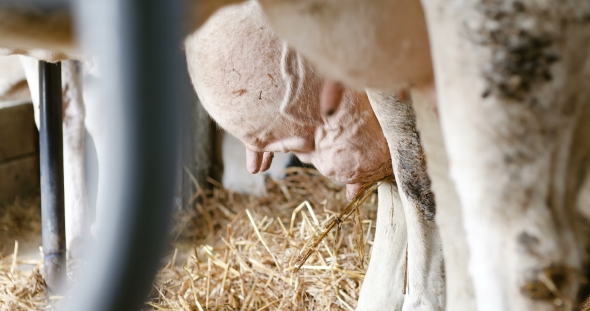 Milky Cows Ready for Milking on Farm. Milk Production., Stock Footage