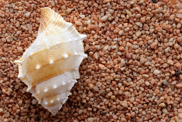 Tropical seashell on sand Stock Photo by sergeyskleznev | PhotoDune
