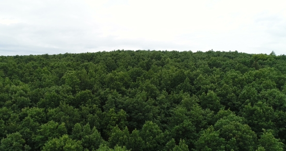 Flying Over the Beautiful Forest Trees, Stock Footage | VideoHive