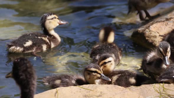 Baby duck chicks in swimming and hoping on rocks in a pond, Stock Footage