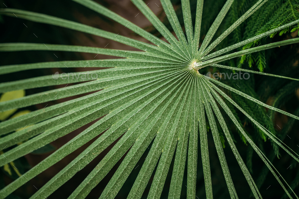 Green Leaves Of Chamaerops Humilis In Botanical Garden Stock Photo by ...