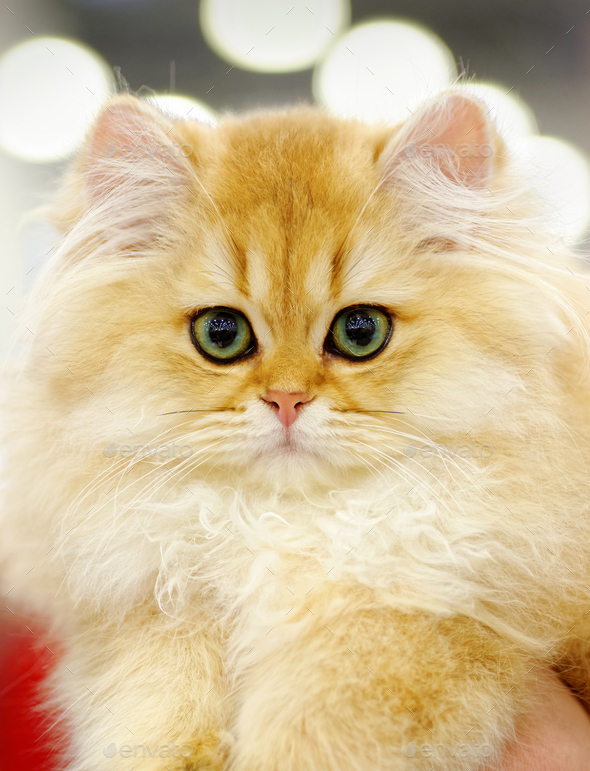 Very young red fluffy cat Stock Photo by sergeyskleznev | PhotoDune