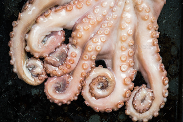 Octopus tentacles closeup detail view Stock Photo by merc67 | PhotoDune