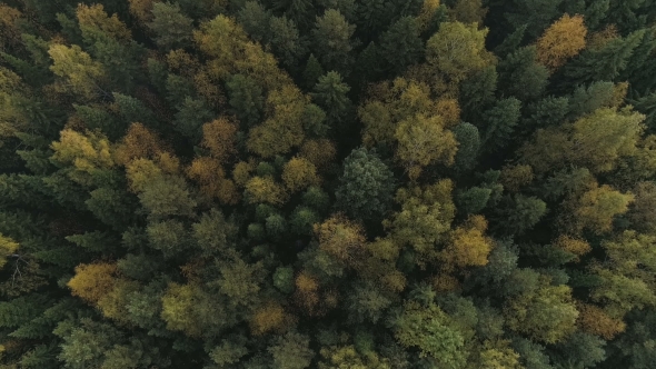 Forest From a Bird's-eye View, Stock Footage | VideoHive